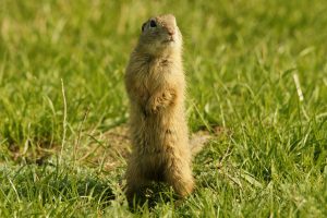 Specii de stepă | Fauna cum laude | Doru Panaitescu | Radio Guerrilla